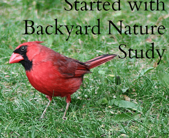 nature study Archives - Real Life at Home